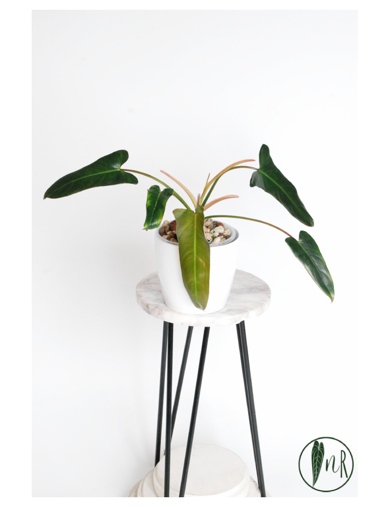 Philodendron pinnatilobum aff x spiritus - sancti (Pangui sunset)