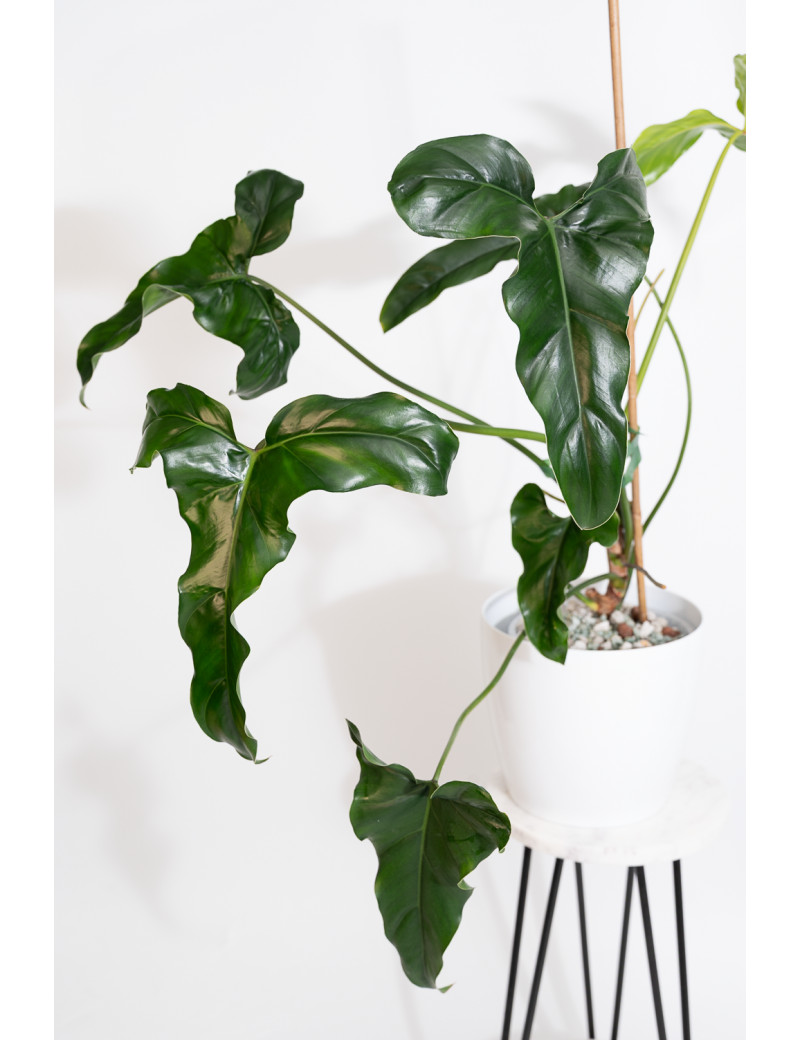 Philodendron delinksii