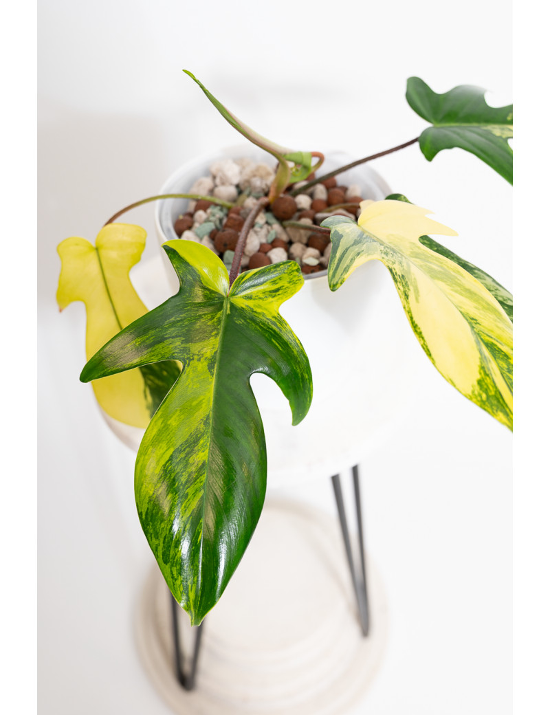 Philodendron florida beauty