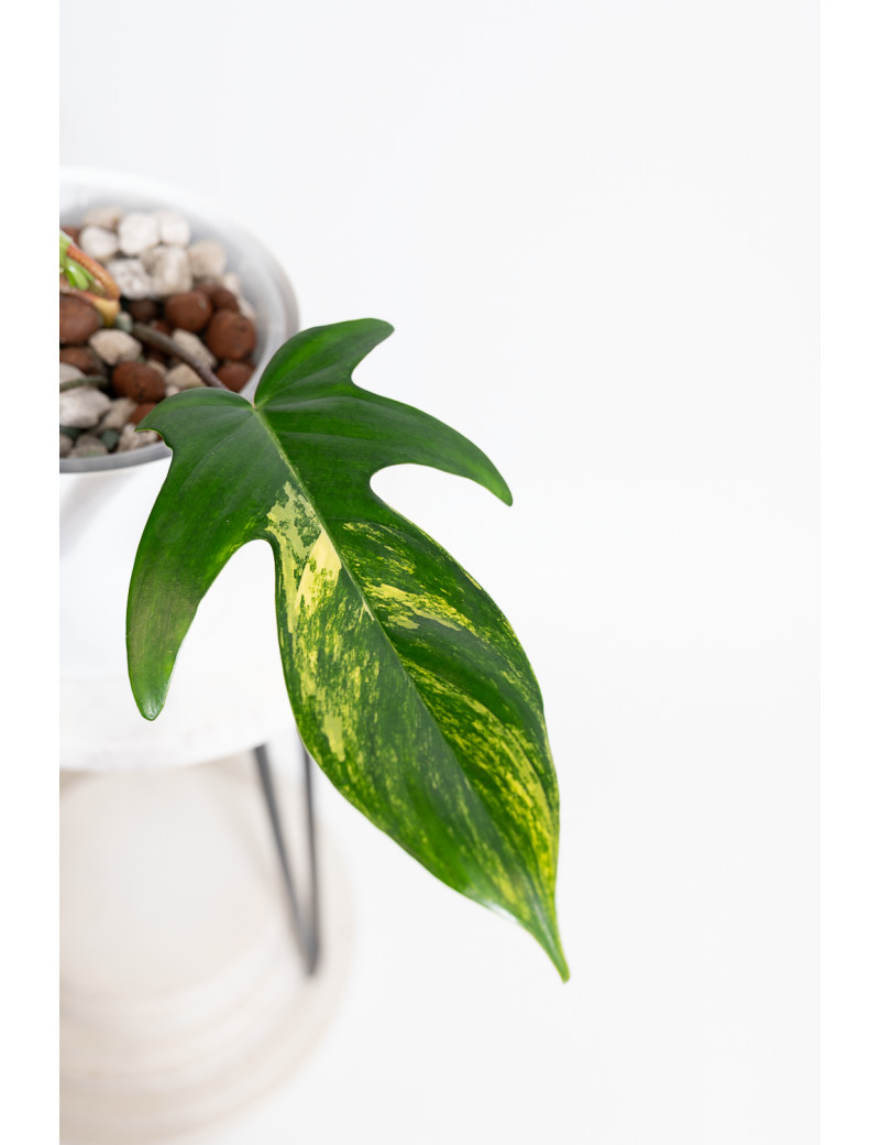 Philodendron florida beauty
